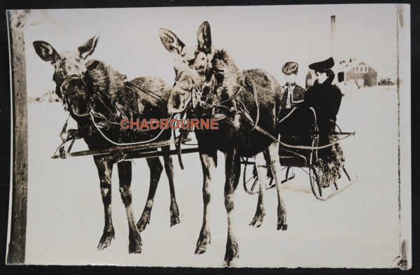 1919 photo of Canadian moose drawn sled in winter - Chadbourne Antiques ...