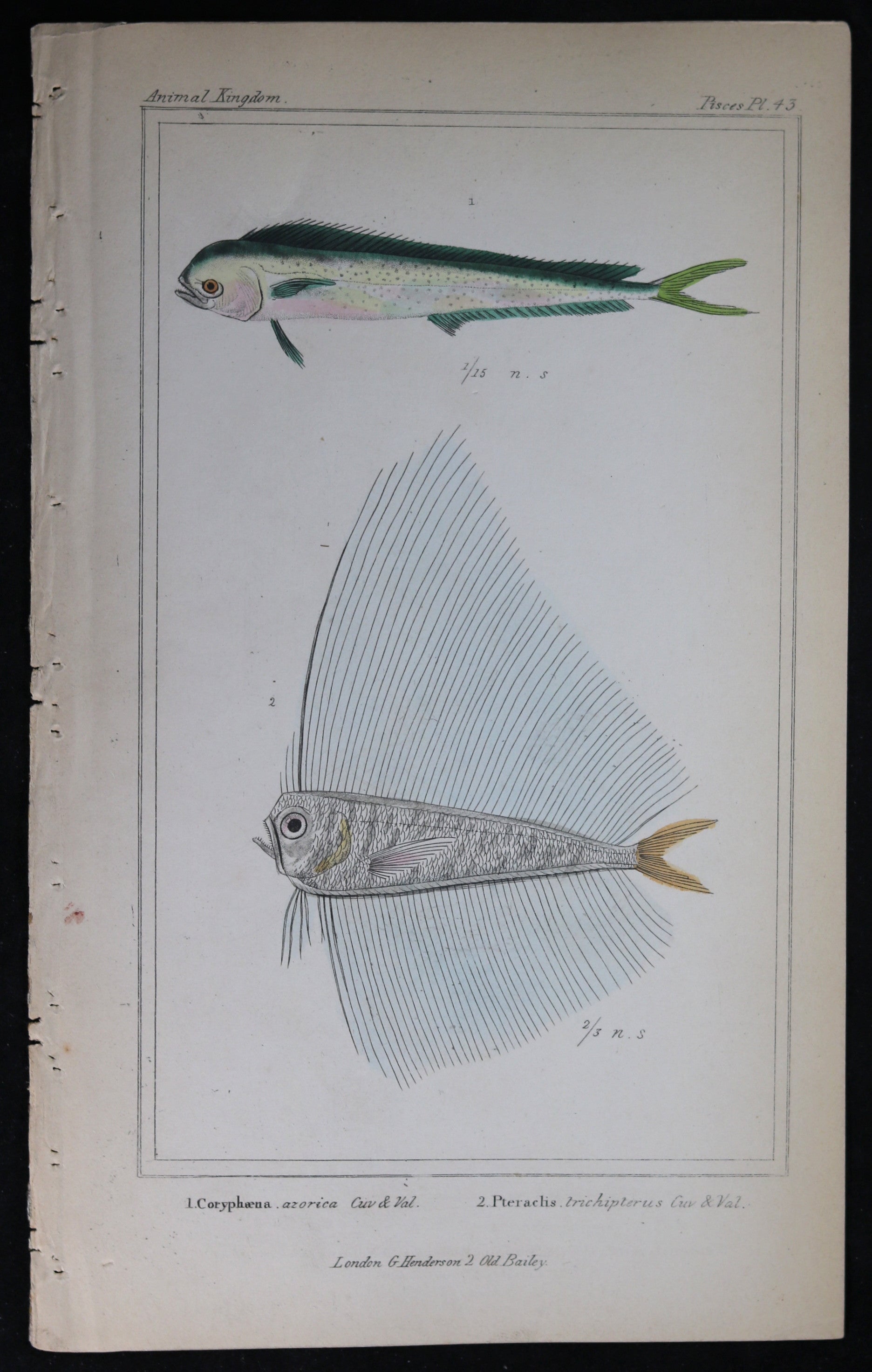 Engraving of two fish from Cuvier’s ‘Animal Kingdom (1834-7) #6 ...
