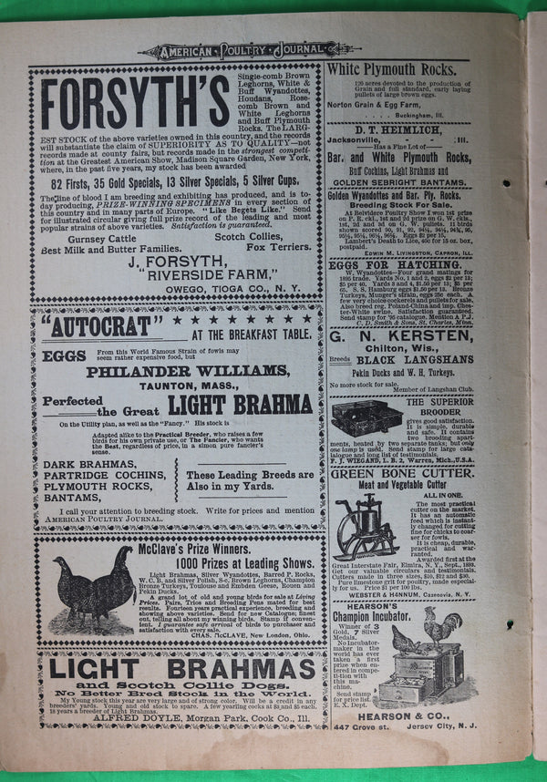 February 1896 American Poultry Journal - Chadbourne Antiques & Collectibles